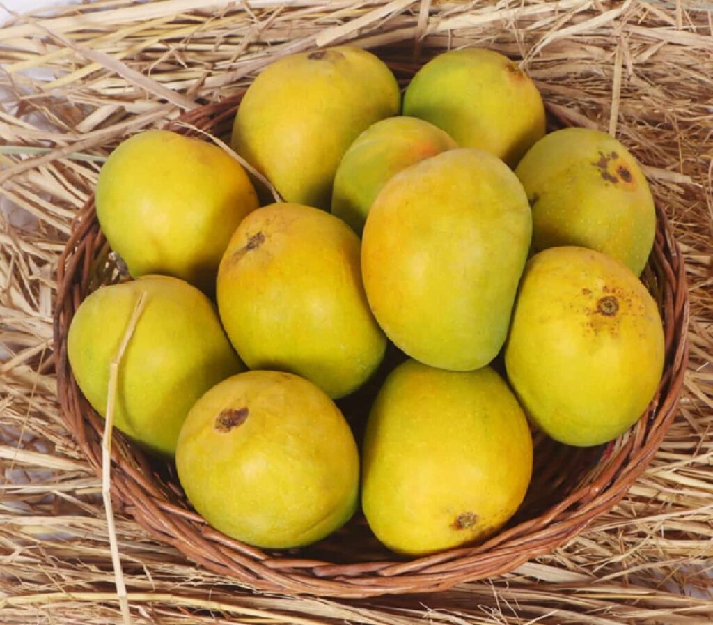 Devgad Alphonso Mango | Devgad Mango | Devgad Hapus - Mad Over Mangoes Devgad Alphonso Mango | Devgad Mango | Devgad Hapus - Mad Over Mangoes
